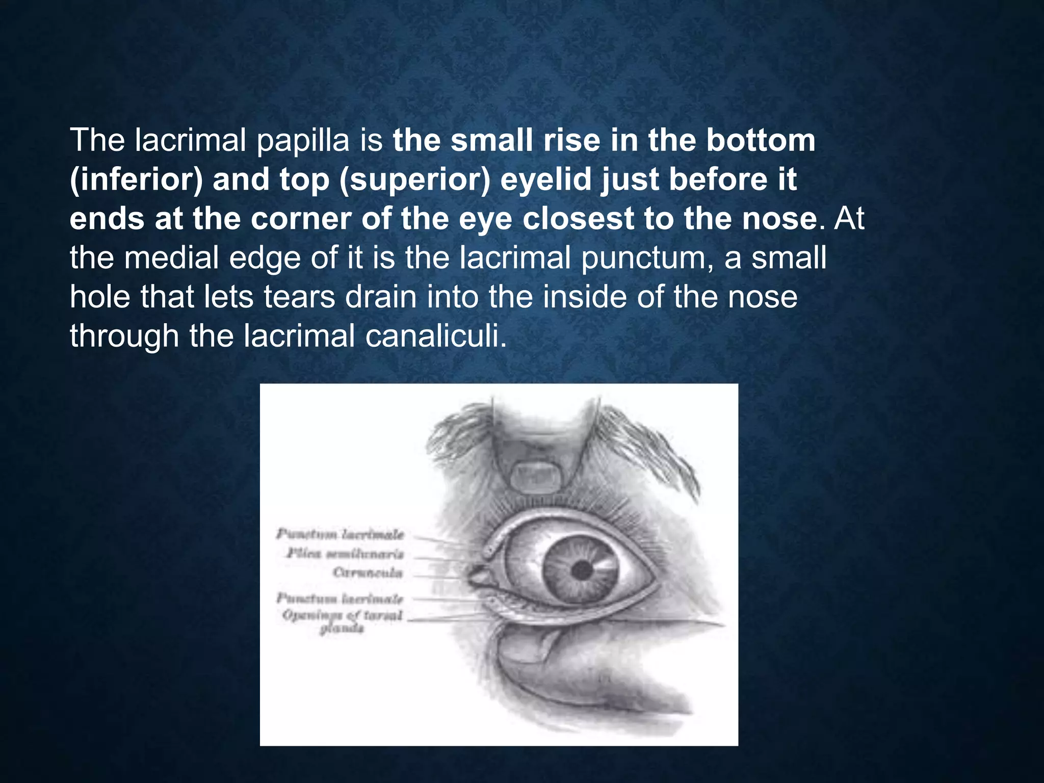 EYELID ANATOMY AND PHYSIOLOGY.pptx