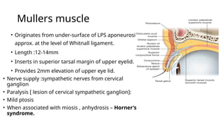 EYELID ANATOMY AND PHYSIOLOGY AND APPLIED.pptx