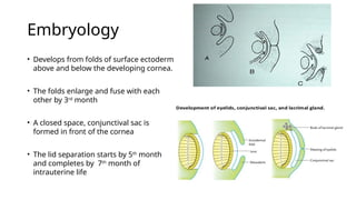 EYELID ANATOMY AND PHYSIOLOGY AND APPLIED.pptx