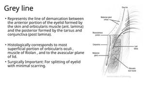 EYELID ANATOMY AND PHYSIOLOGY AND APPLIED.pptx