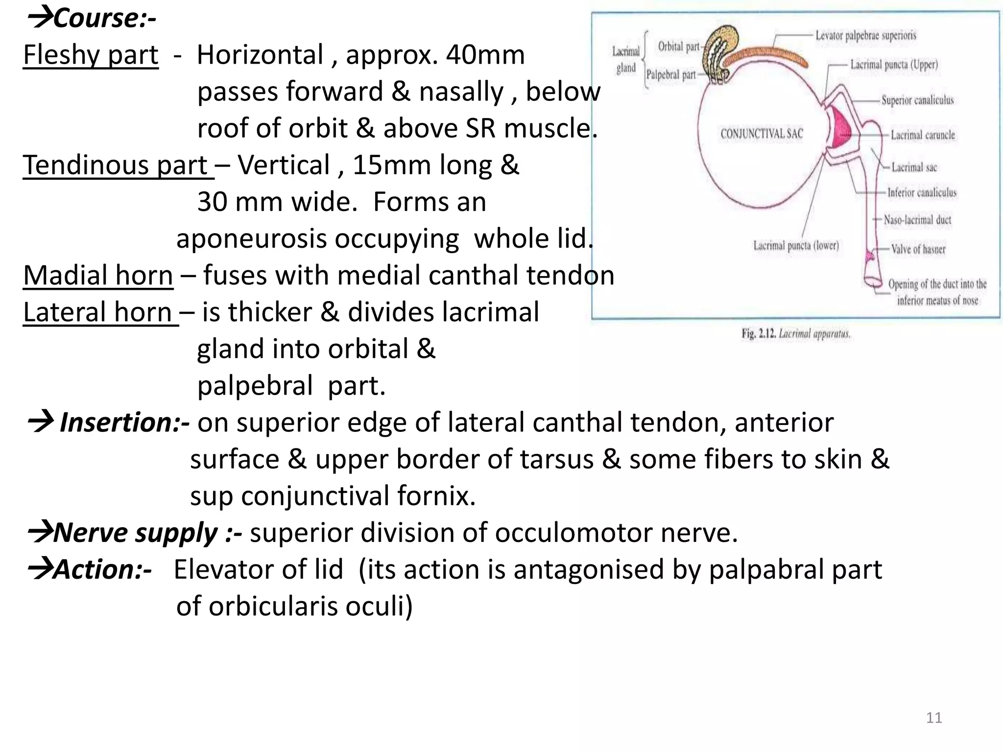 Eyelid anatomy & lacrimal pump physiology | PPTX