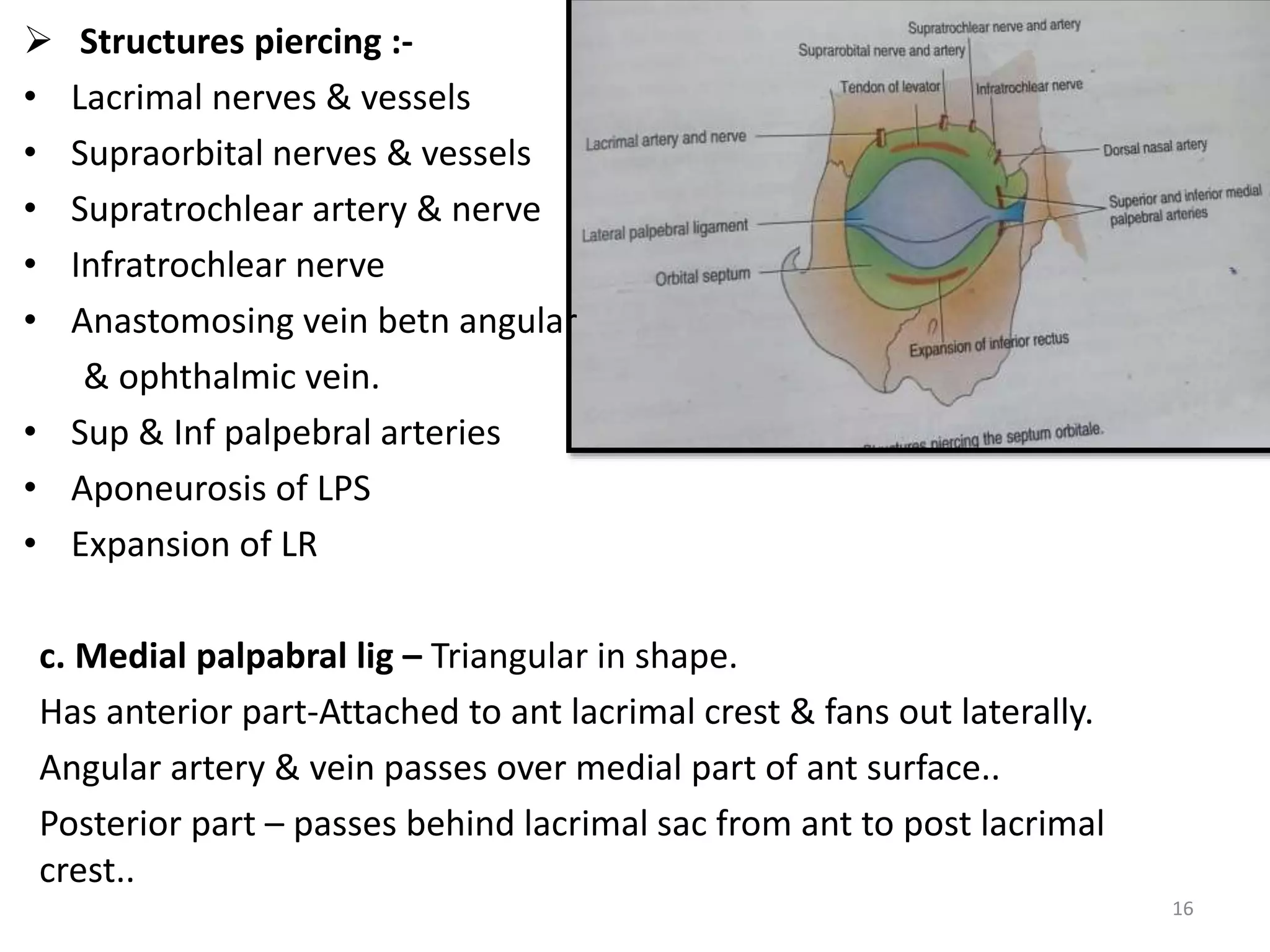 Eyelid anatomy & lacrimal pump physiology | PPTX