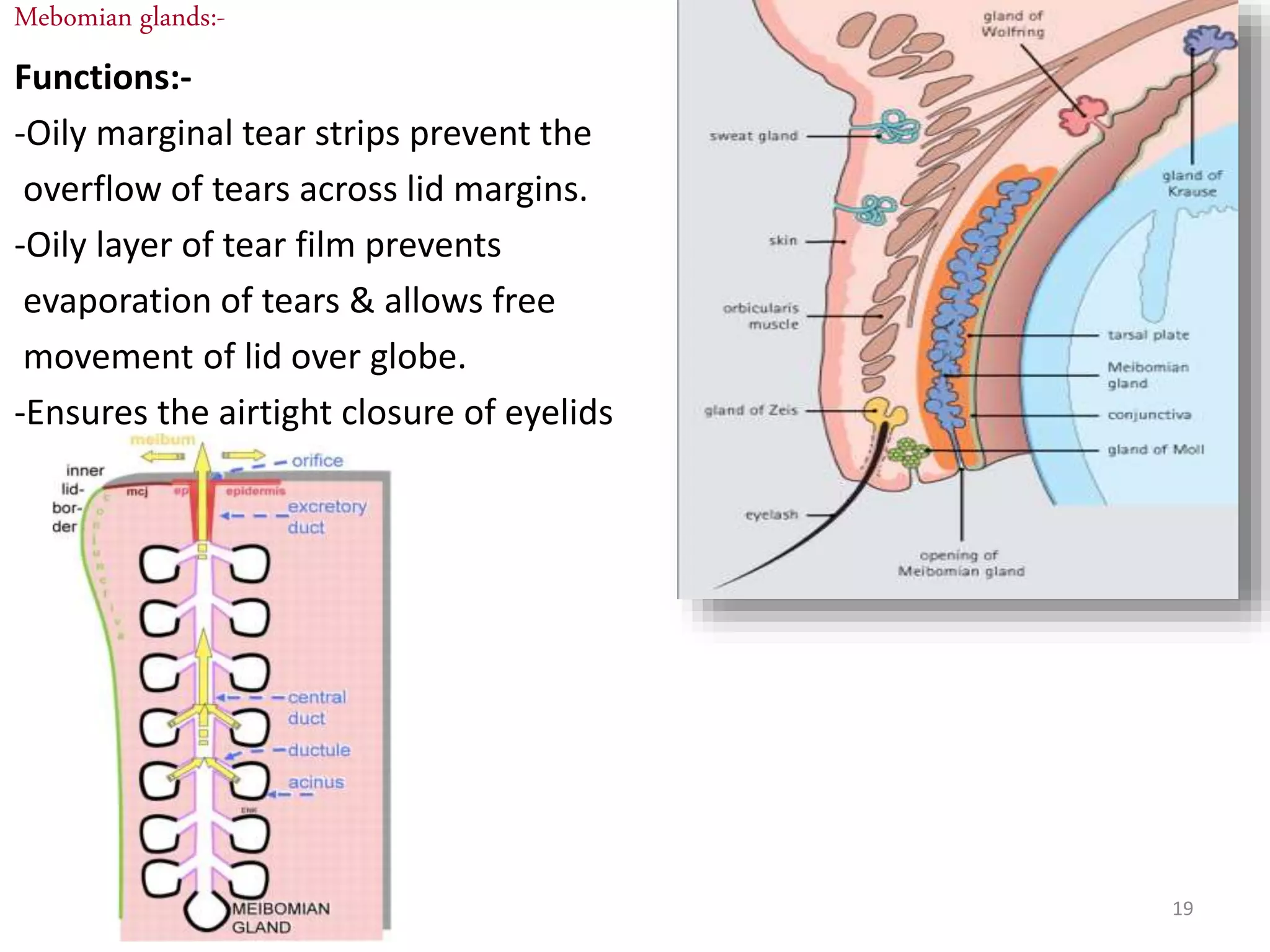 Eyelid anatomy & lacrimal pump physiology | PPTX