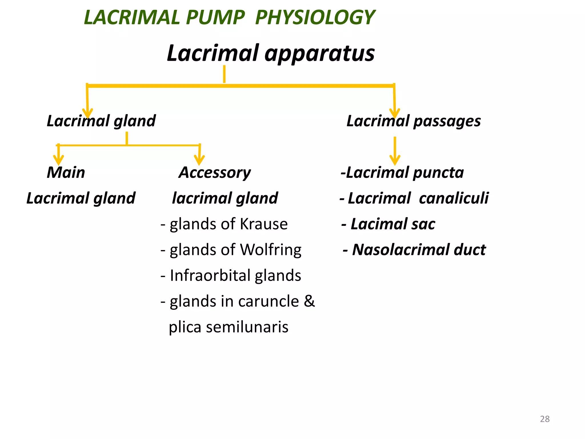 Eyelid anatomy & lacrimal pump physiology | PPTX