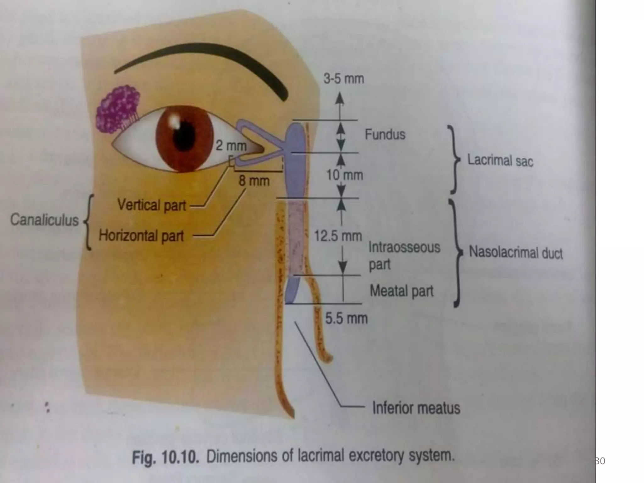 Eyelid anatomy & lacrimal pump physiology | PPTX