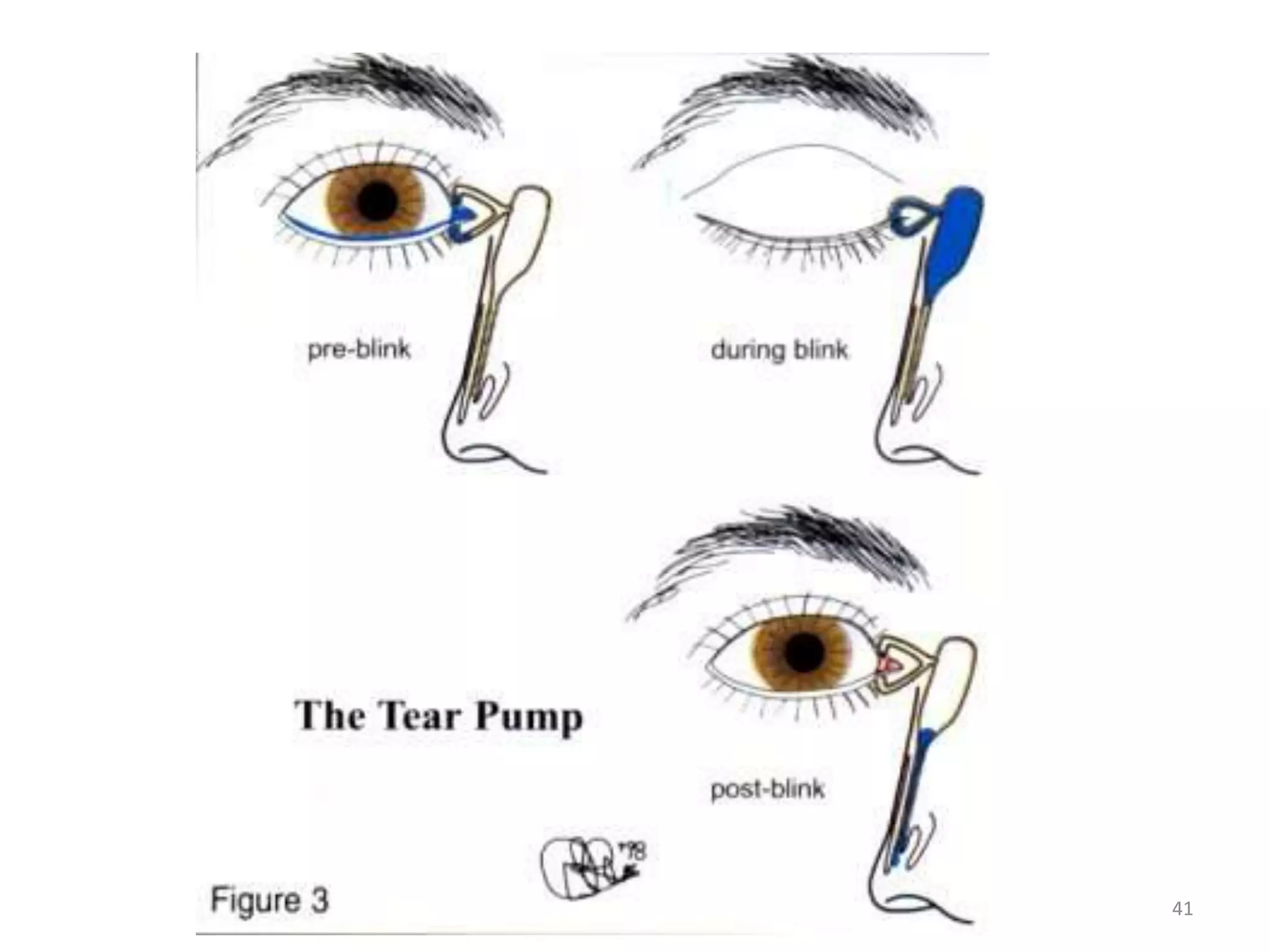 Eyelid anatomy & lacrimal pump physiology | PPTX