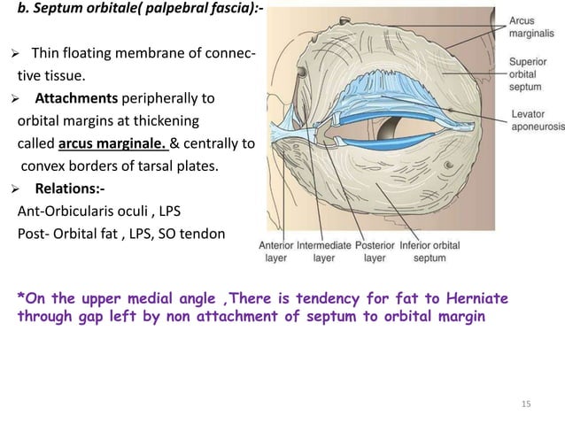 Eyelid anatomy & lacrimal pump physiology | PPTX
