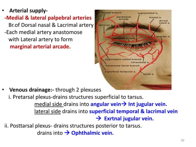 Eyelid anatomy & lacrimal pump physiology | PPTX