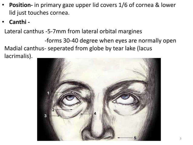 Eyelid anatomy & lacrimal pump physiology | PPTX