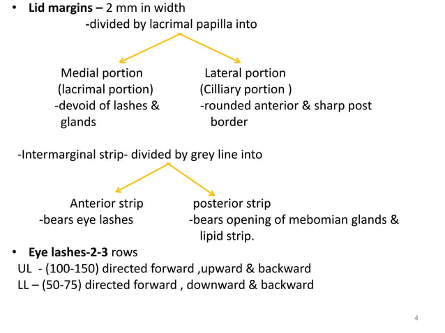 Eyelid anatomy & lacrimal pump physiology | PPTX