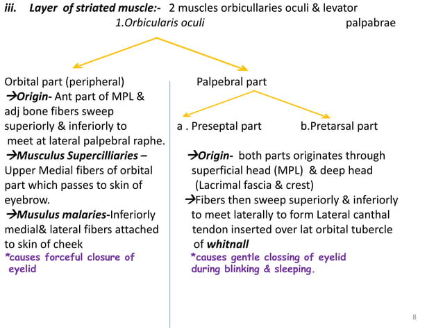 Eyelid anatomy & lacrimal pump physiology | PPTX
