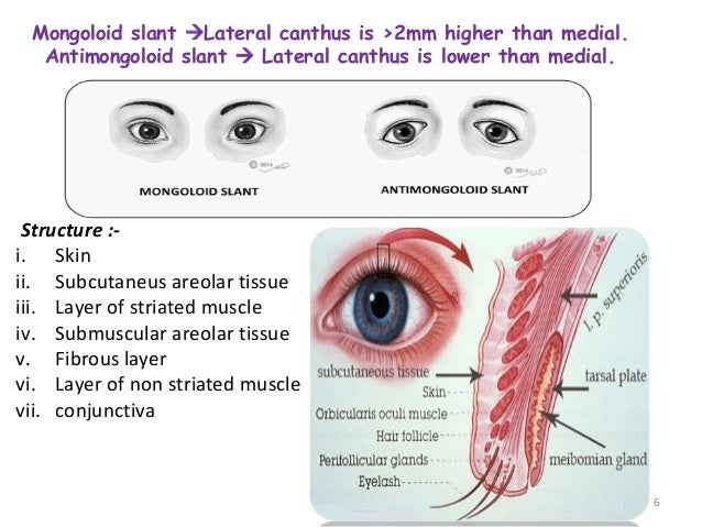Eyelid anatomy & lacrimal pump physiology