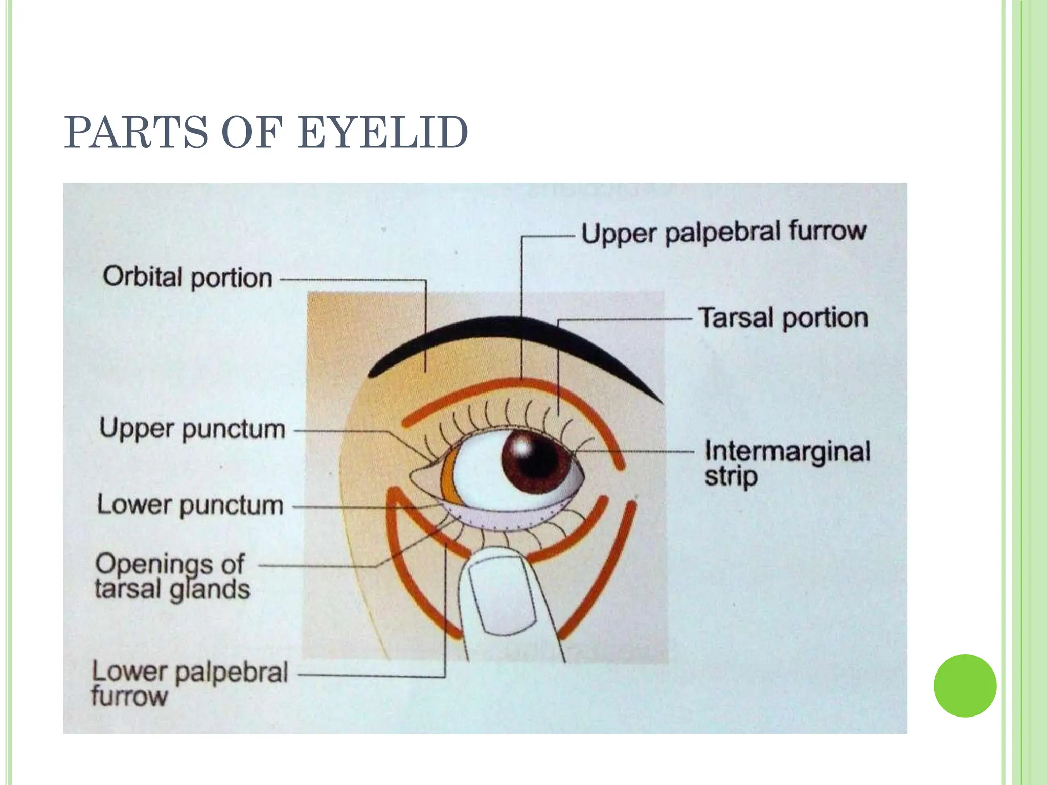 ANATOMY & PHYSIOLOGY OF EYE LID FOR CONTACT LENS FITTING.pdf