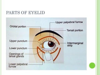 ANATOMY & PHYSIOLOGY OF EYE LID FOR CONTACT LENS FITTING.pdf