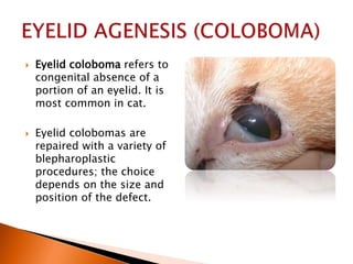 Eyelid disease | PPT