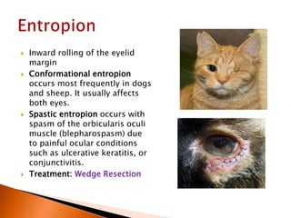 Eyelid disease | PPTX