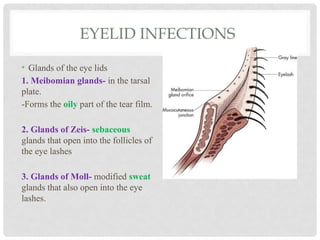Eyelid, lacrimal (1) ophthalmology slide | PPT