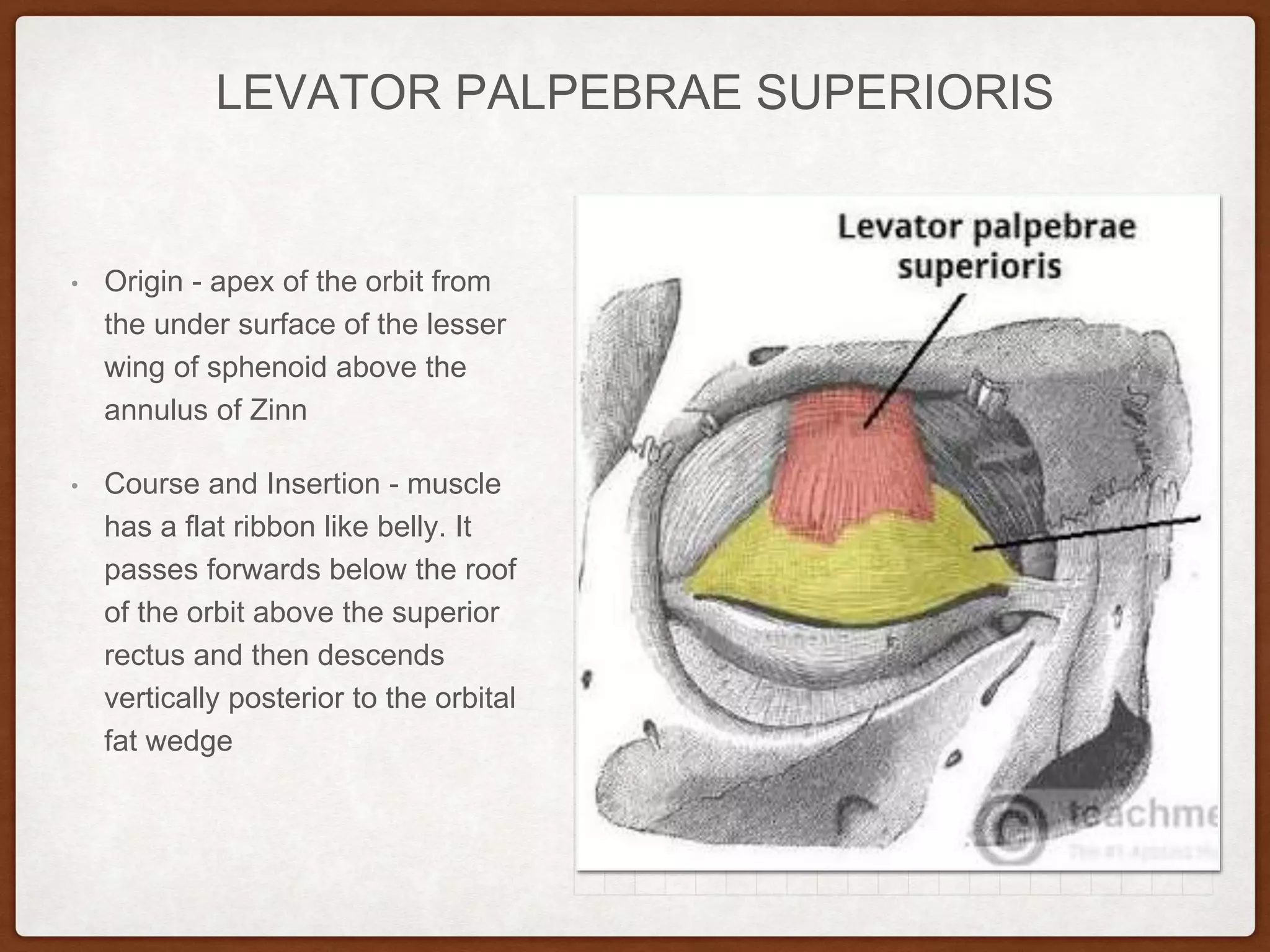 Anatomy of Eyelids | PPTX