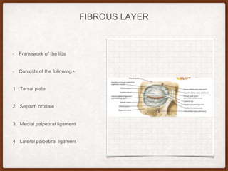 Anatomy of Eyelids | PPTX
