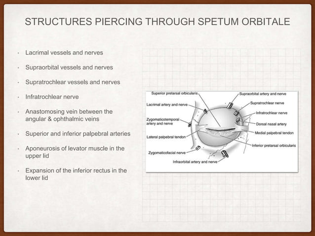 Anatomy of Eyelids | PPT