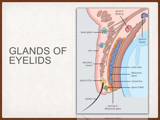 Anatomy of Eyelids | PPT