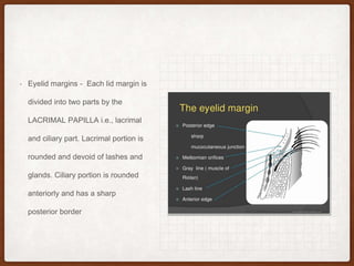 Anatomy of Eyelids | PPTX