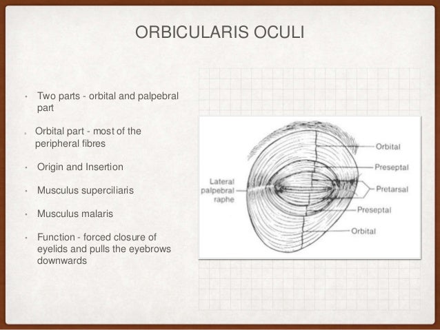 Anatomy of Eyelids