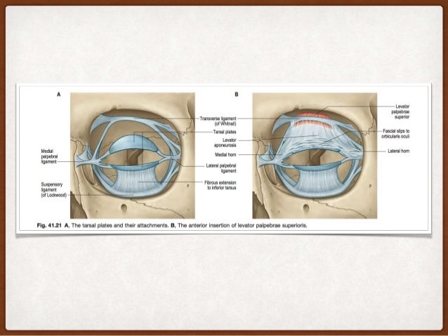 Anatomy of Eyelids