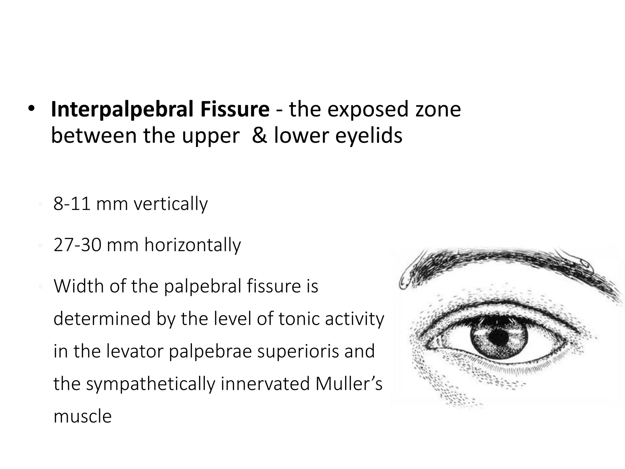 Eyelids: Different Layer, Nerve Supply, Vascular Supply & Functions of ...