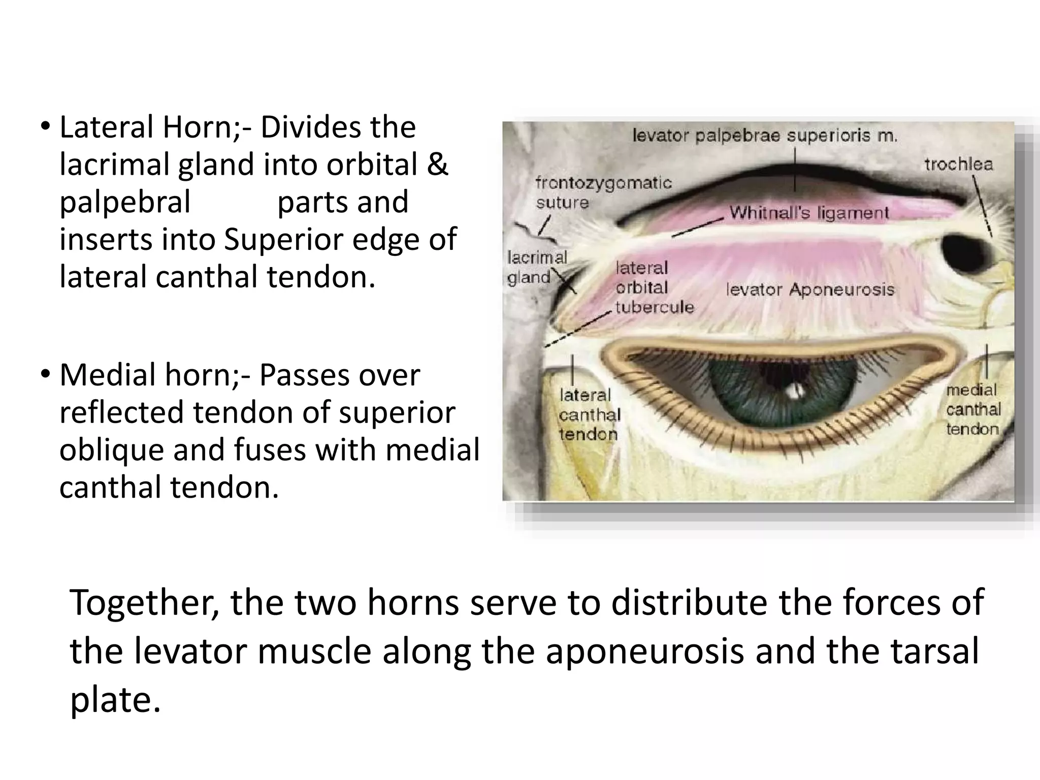 Eyelids: Different Layer, Nerve Supply, Vascular Supply & Functions of ...
