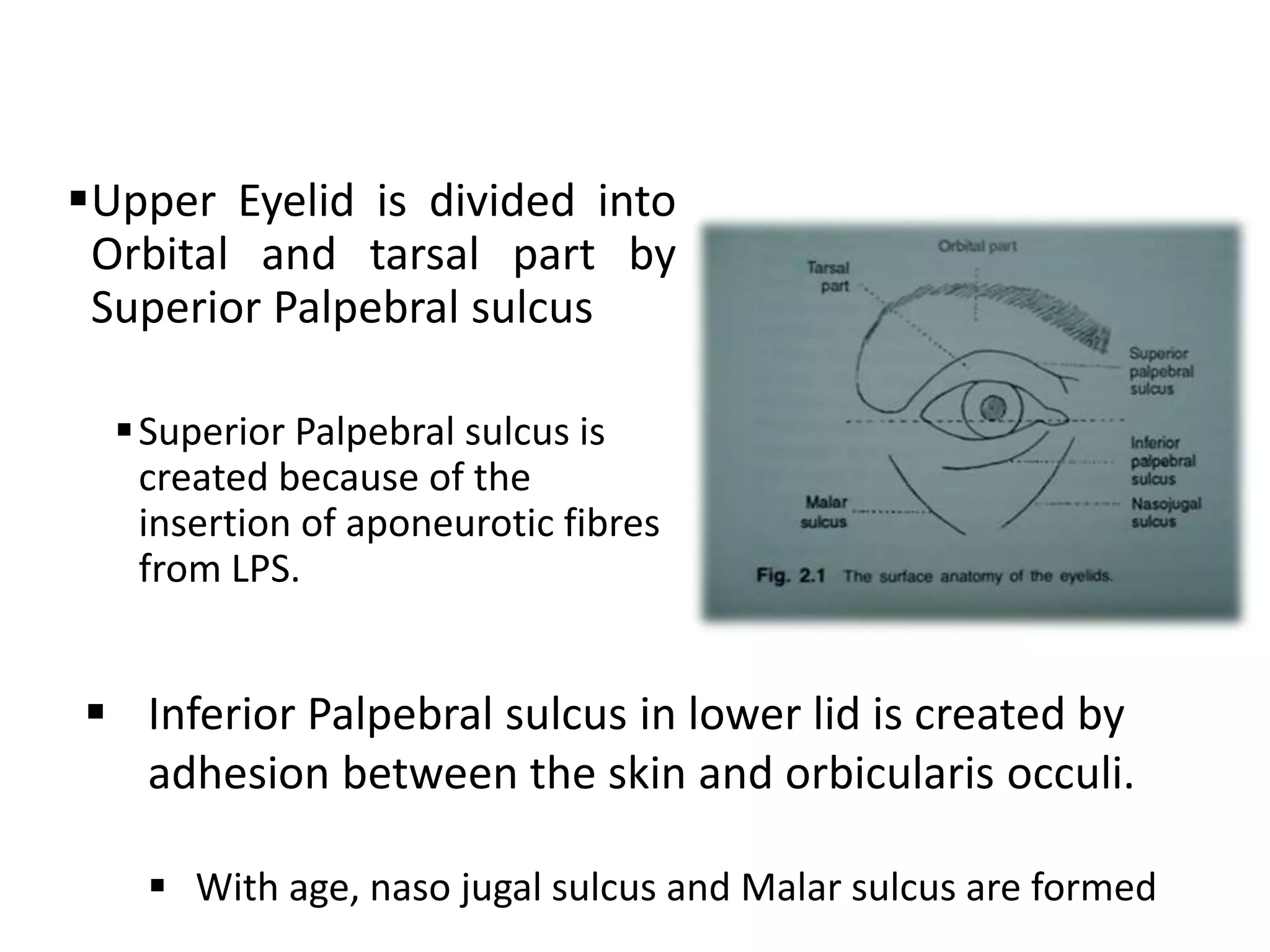 Eyelids: Different Layer, Nerve Supply, Vascular Supply & Functions of ...