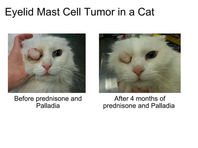 Management of Feline Eyelid Mast Cell Tumor | PPT