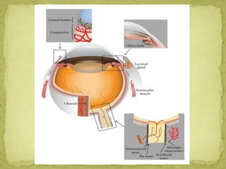 Eye lymphatics | PPTX