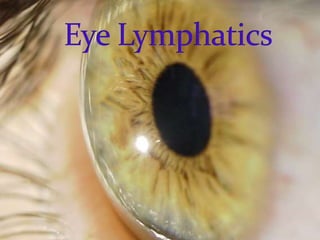 Eye lymphatics | PPT