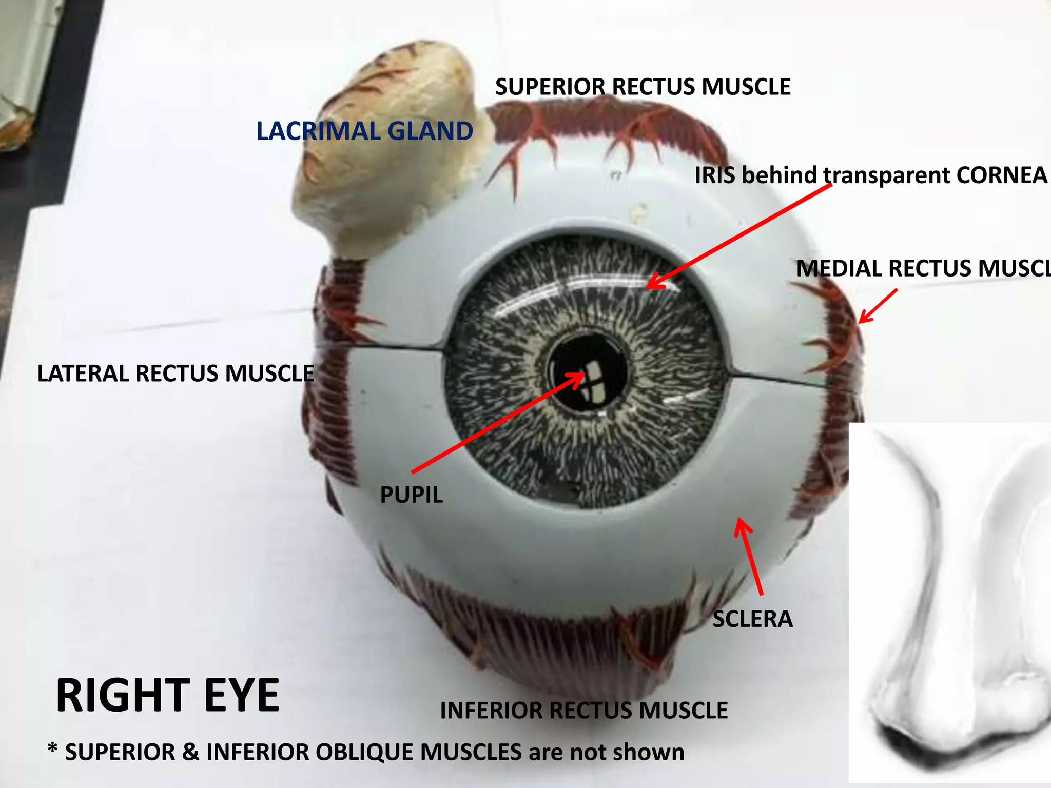 Eye models for review | PPTX | Eye and Vision Conditions | Diseases and ...