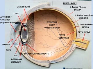 Eye Model Labeled Lacrimal Gland
