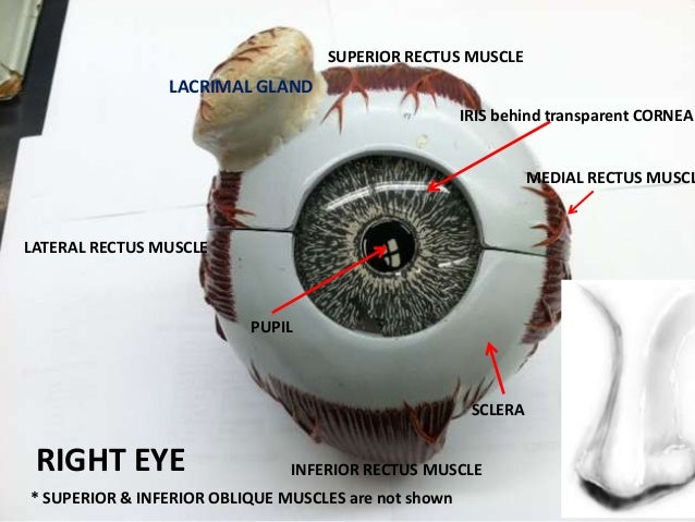 Eye models for review