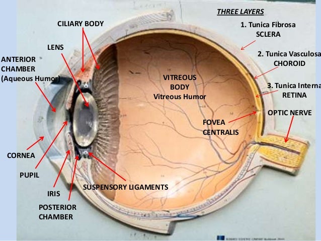 Eye models for review