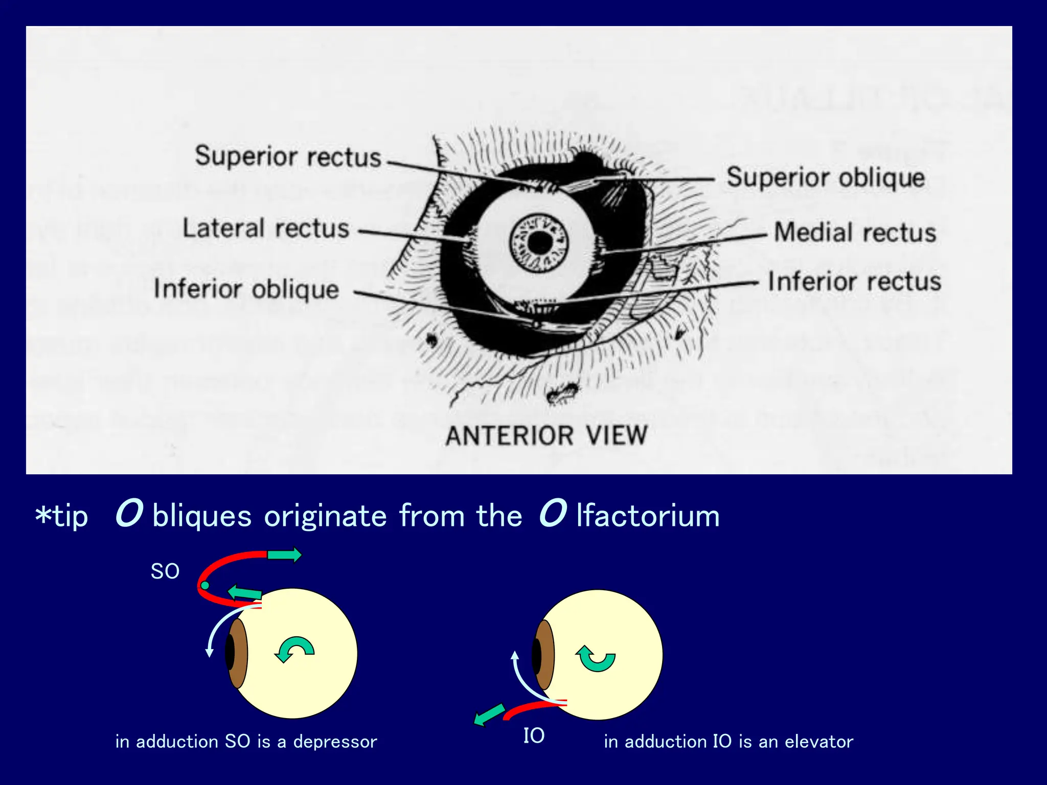 eye movements saccades, pursuit, optokinetic.ppt