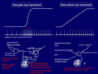 eye movements saccades, pursuit, optokinetic.ppt | Eye and Vision Conditions | Diseases and ...