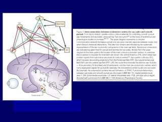 eye movements saccades, pursuit, optokinetic.ppt