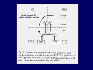 eye movements saccades, pursuit, optokinetic.ppt