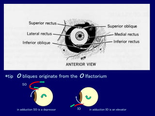 eye movements saccades, pursuit, optokinetic.ppt