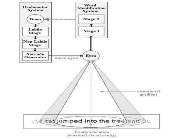 Eye Movement Control During Reading | PPTX