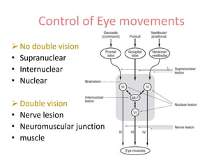 Eye movements examination | PPTX | Eye and Vision Conditions | Diseases ...