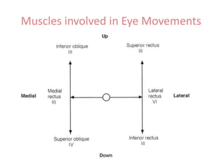 Eye movements examination | PPTX | Eye and Vision Conditions | Diseases ...