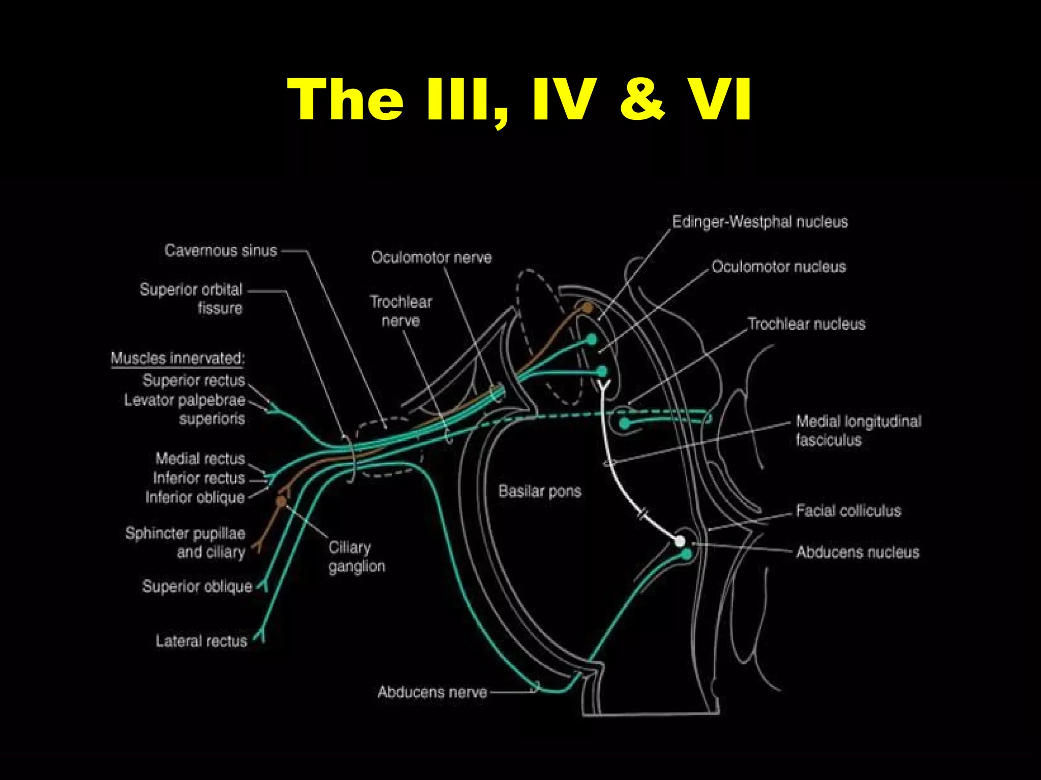 Eye movements - Anatomy, Physiology, Clinical Applications | PPT