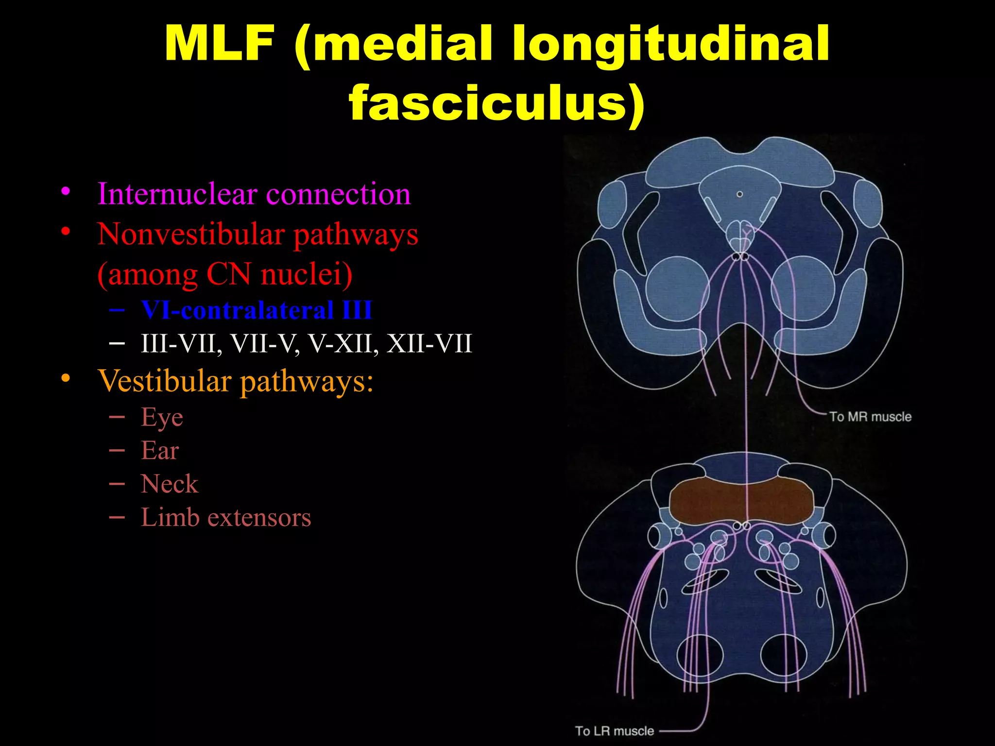 Eye movements - Anatomy, Physiology, Clinical Applications | PPT