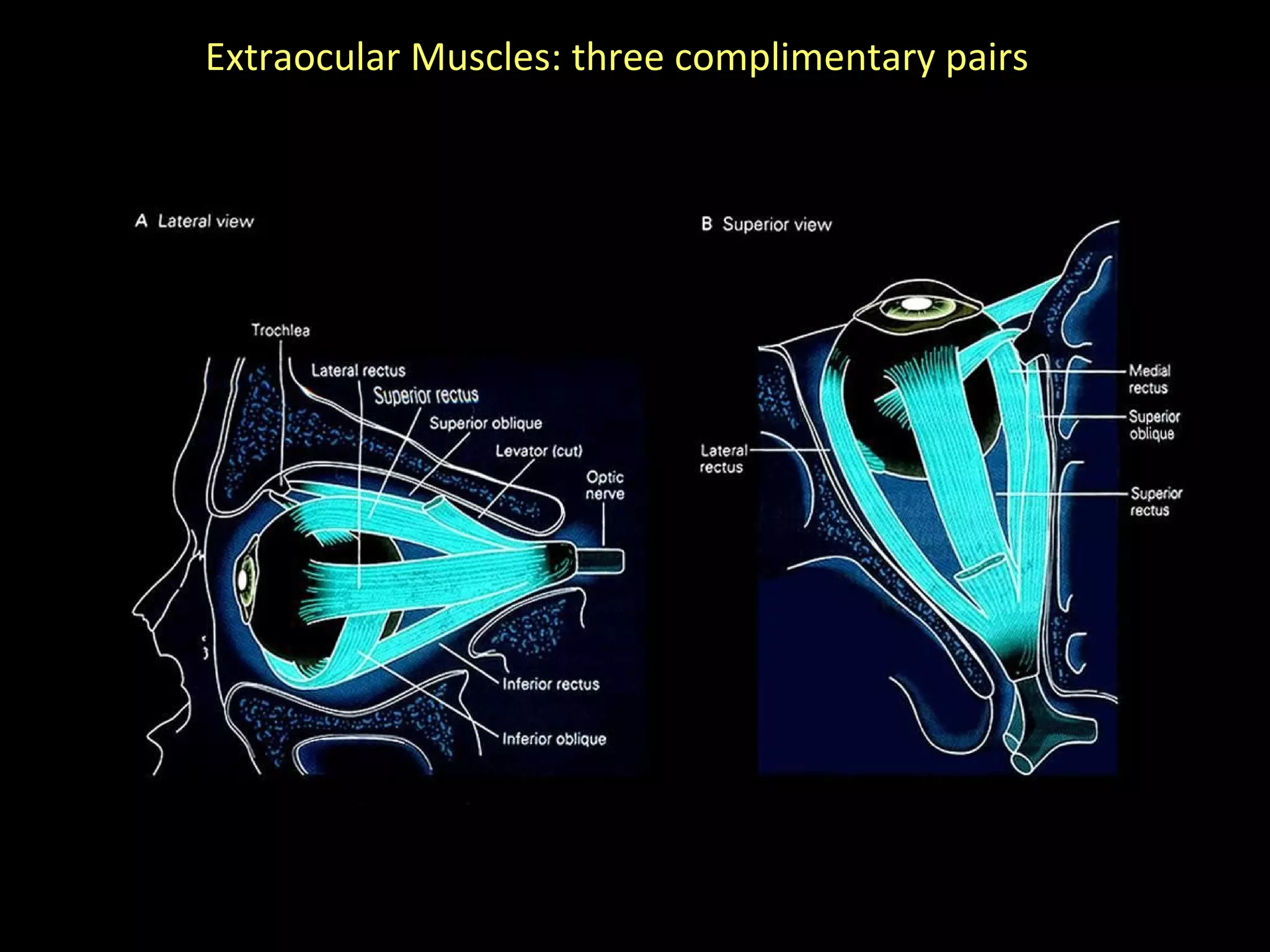 Eye movements - Anatomy, Physiology, Clinical Applications | PPT