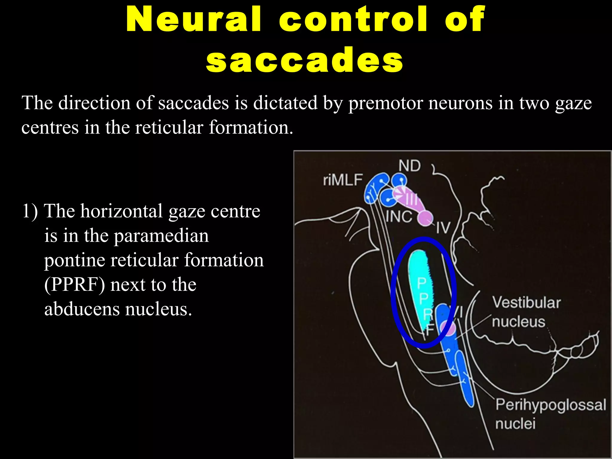 Eye movements - Anatomy, Physiology, Clinical Applications | PPT
